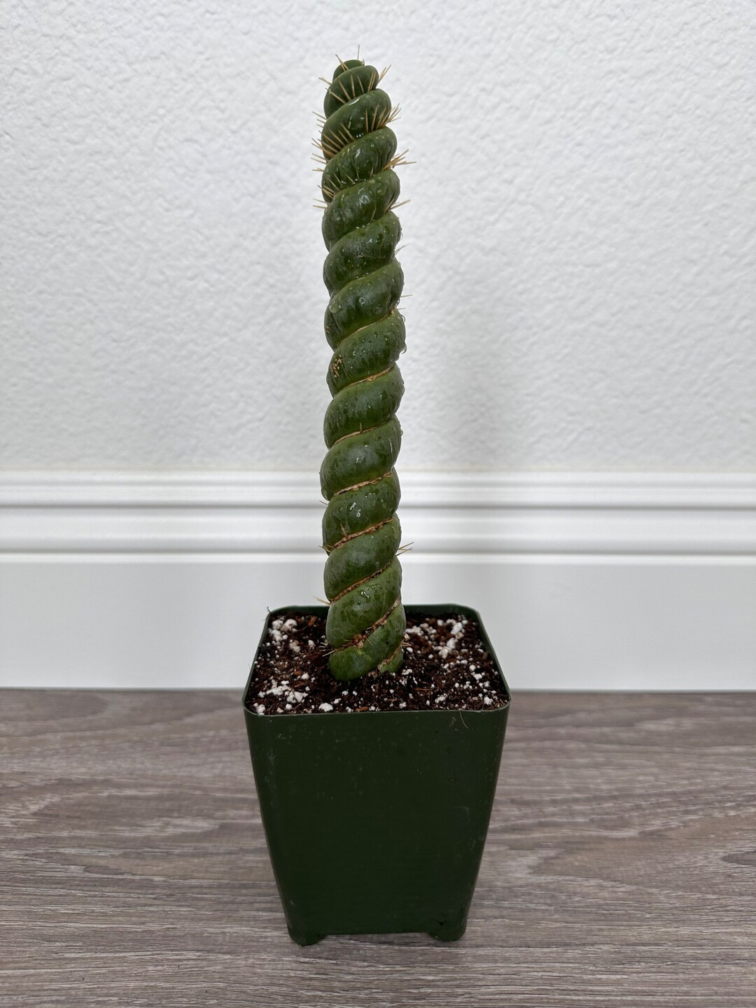 Rare Live Cactus Eulychnia Castanea Spiralis Twisted Rare - Etsy