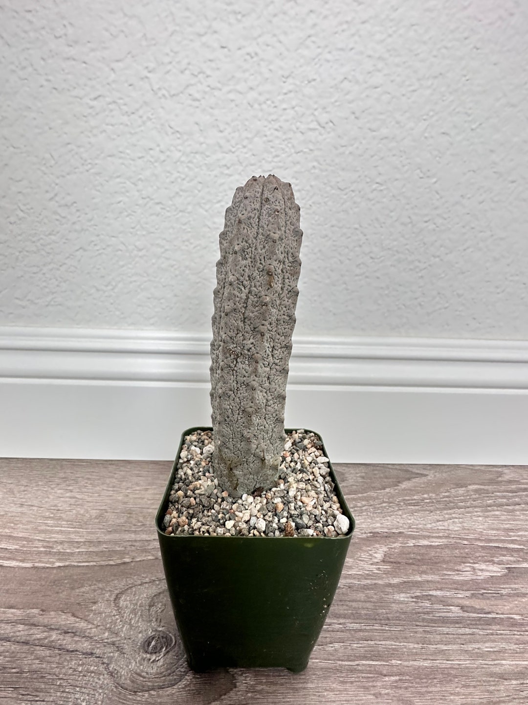 Euphorbia Abdelkuri Grey - Rare Cactus Succulent Live Weird Looking ...
