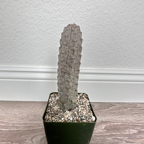 Euphorbia Abdelkuri Grey Rare Cactus Succulent Live Weird - Etsy