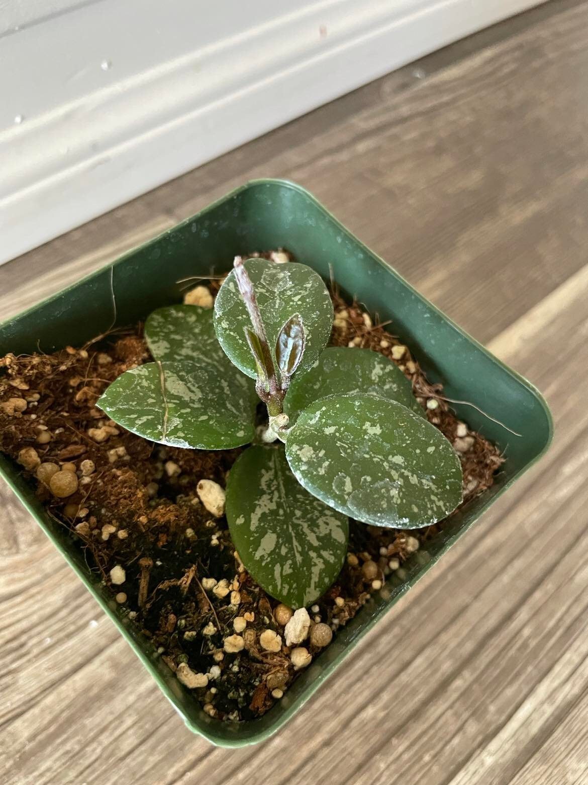 Hoya Mathilde Splash Plant in a 4'' Pot Rooted and - Etsy