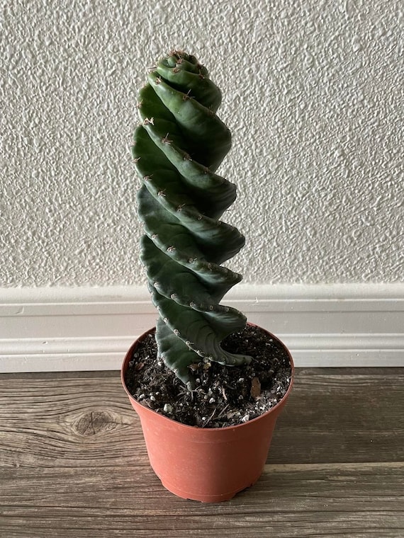 Twisted Cactus Cereus Forbesii 'Spiralis' Elves Garden