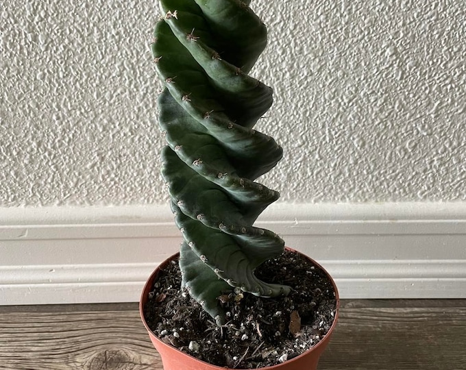 Cereus Peruvianus Spiralis Cactus Cutting Tornado Cactus Twister Cactus FAST SHIPPING ...