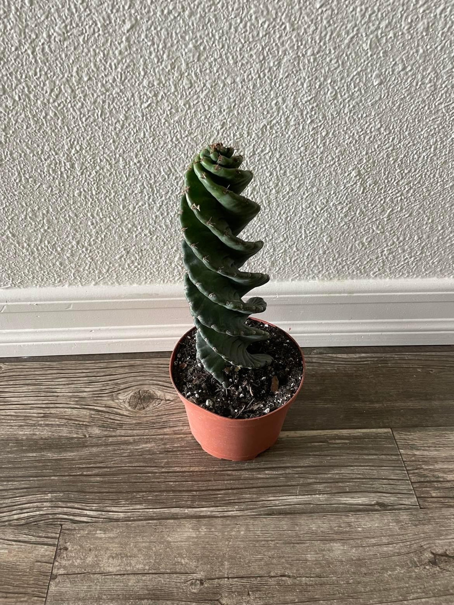Spiral Cactus Cereus Forbesii 'spiralis' Twisted - Etsy