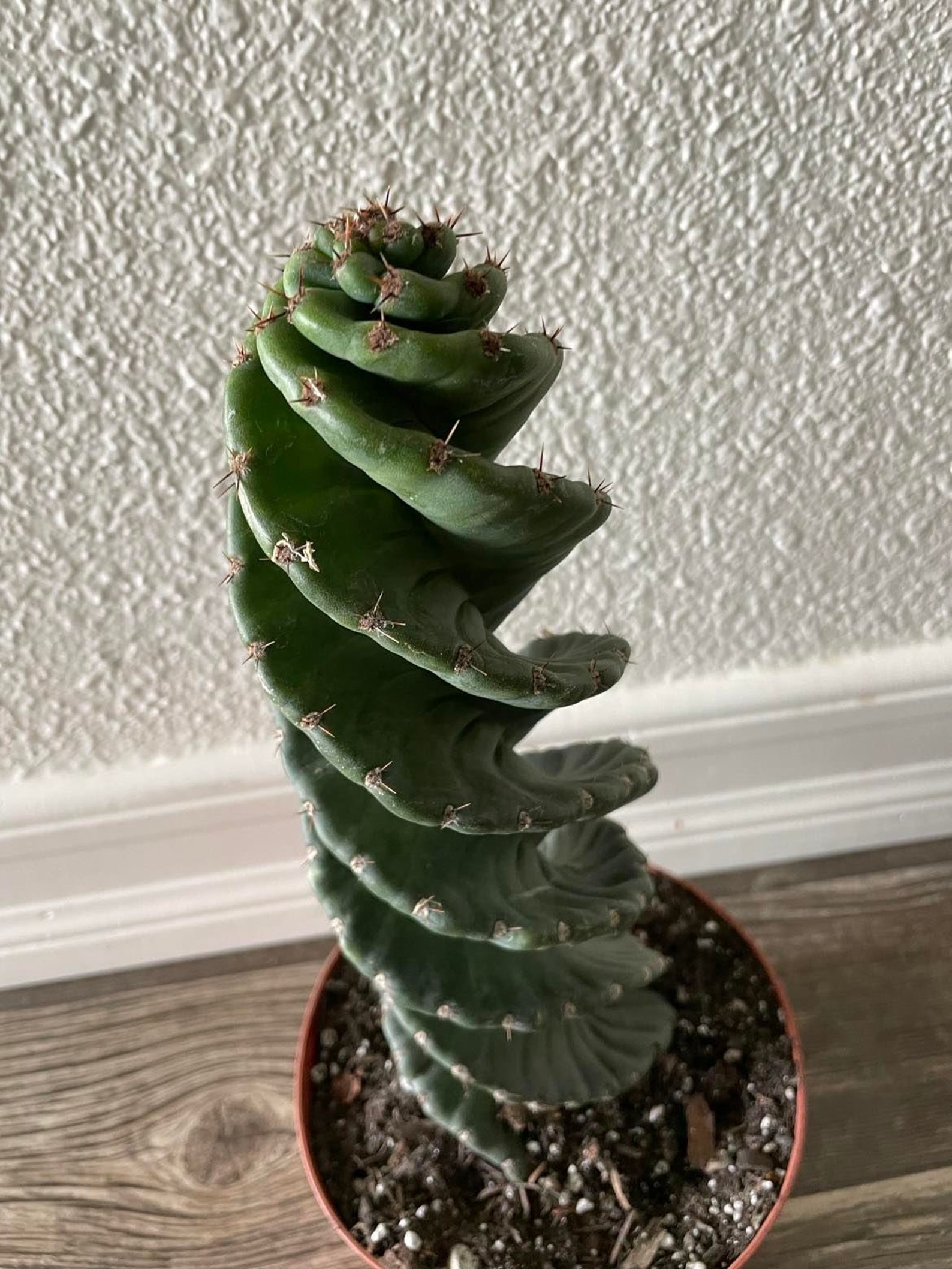 Spiral Cactus Cereus Forbesii 'spiralis' Twisted - Etsy