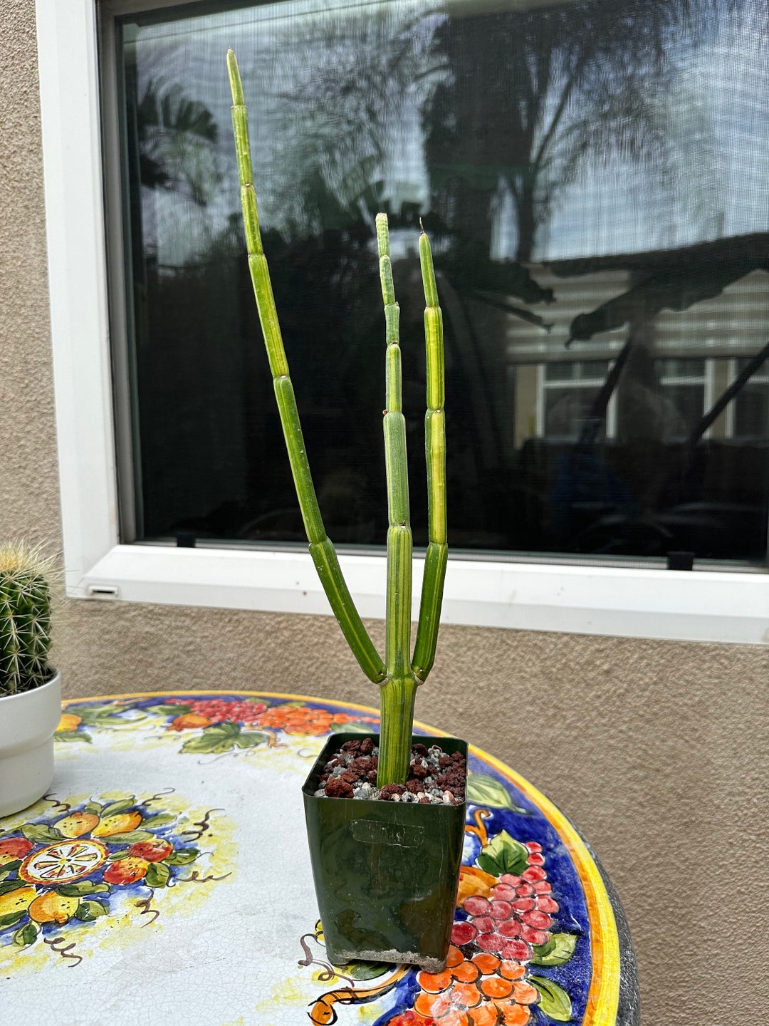 Ceropegia Fusca Variegated Rooted Plant - Very Rare Collector Plant - Etsy