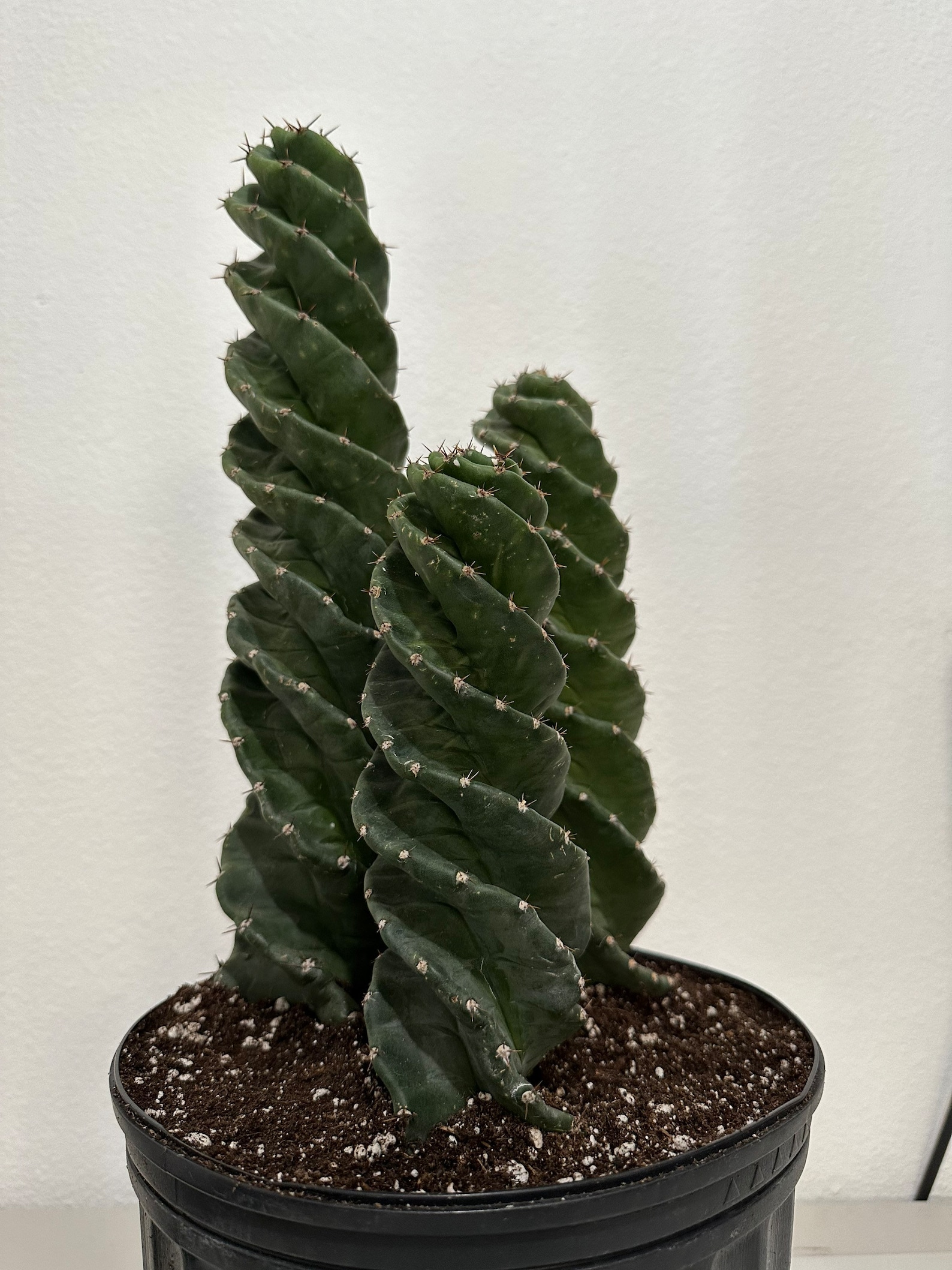 Spiral Cactus Cereus Forbesii 'spiralis' Twisted Rare Succulent Tornado ...