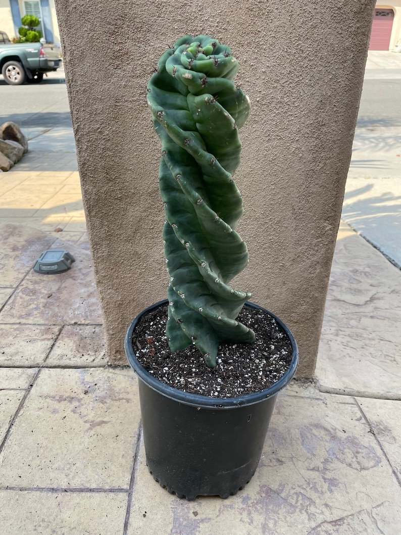 Spiral Cactus Cereus Forbesii 'spiralis' Twisted - Etsy
