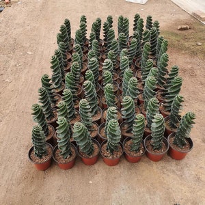 Spiral Cactus Cereus Forbesii 'spiralis' Twisted - Etsy