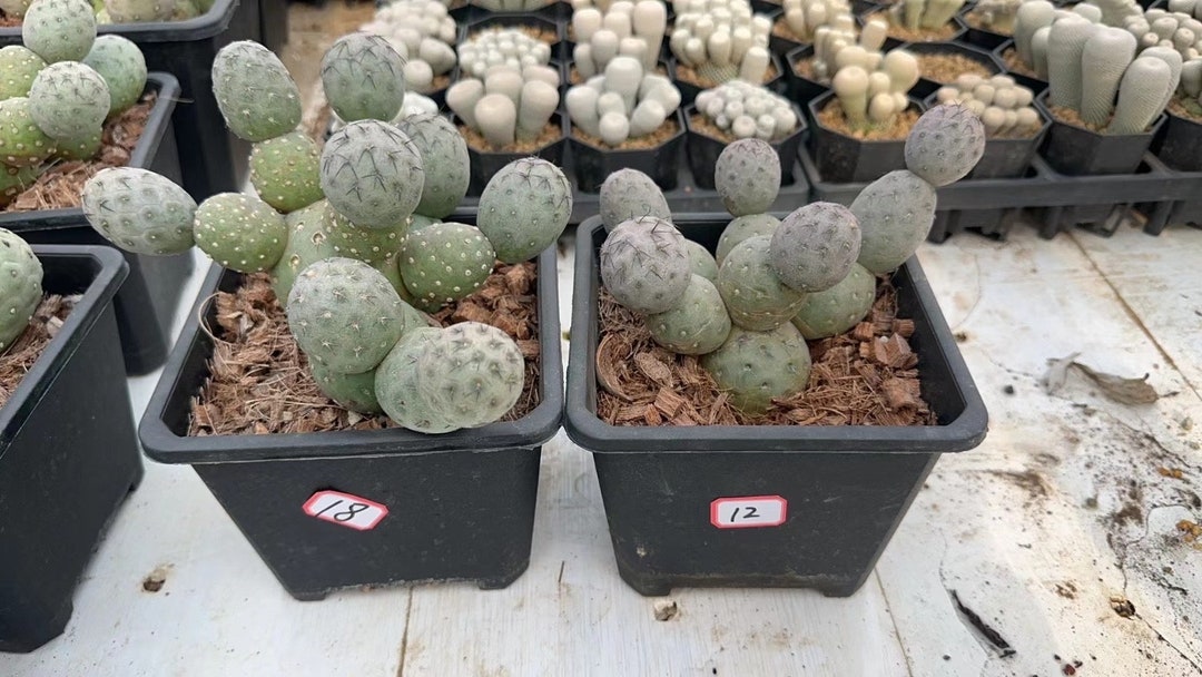 Tephrocactus Geometricus Snow Man Cactus Options: 1 Ball, 2 Balls ...