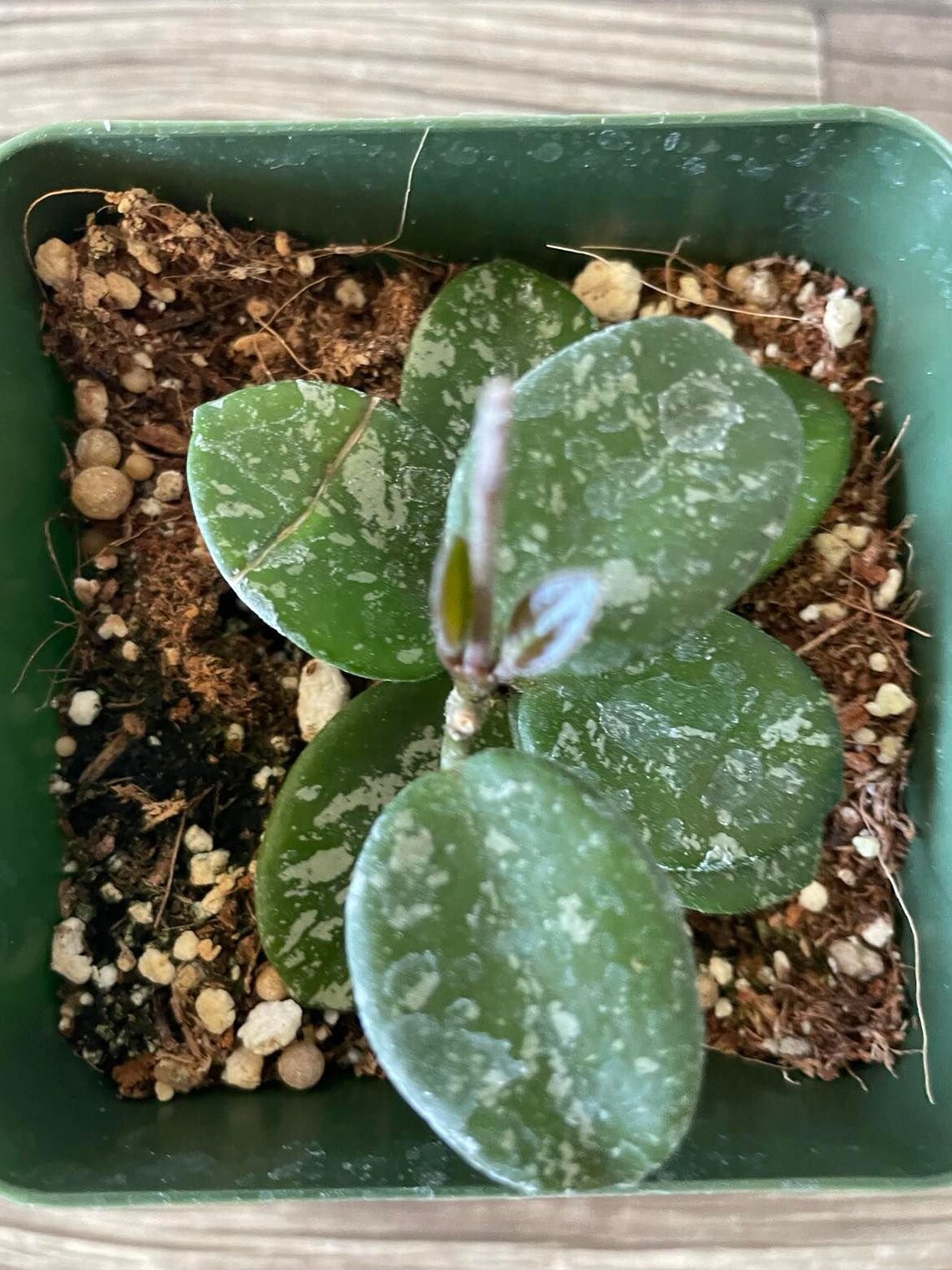 Hoya Mathilde Splash Plant in a 4'' Pot Rooted and - Etsy