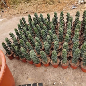 Spiral Cactus Cereus Forbesii 'spiralis' Twisted - Etsy