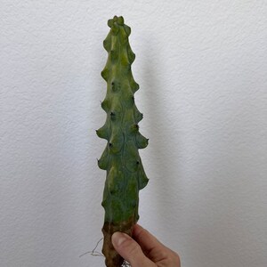 Myrtillocactus Geometrizans - Boobie Cactus (options of 5'', 6'', 8 ...