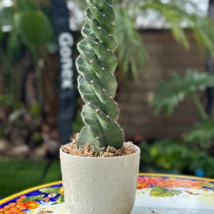 Spiral Cactus - Cereus Forbesii 'spiralis' - Twisted Rare Succulent ...