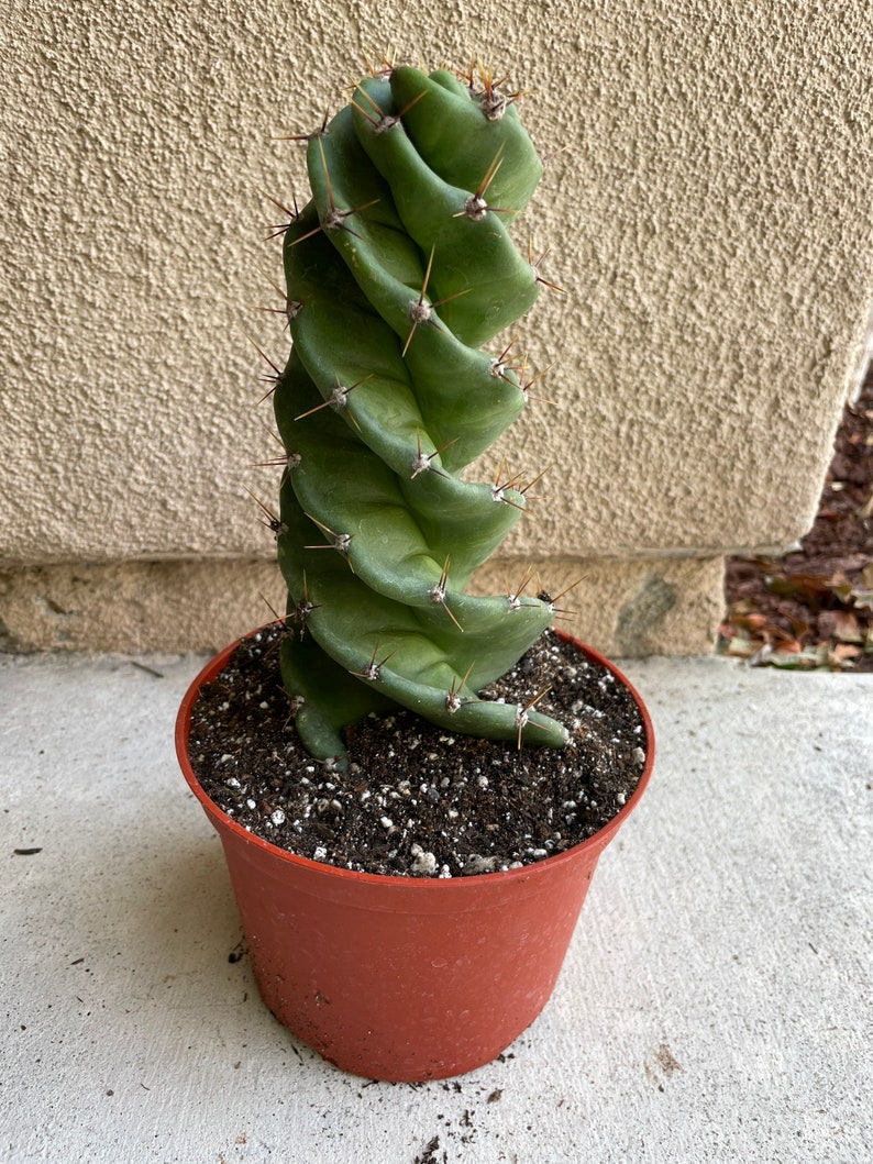 Spiral Cactus Cereus Forbesii 'spiralis' Twisted - Etsy