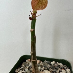 Pseudobombax Ellipticum Bombax Exotic Shaving Brush Tree Bottle Bonsai ...