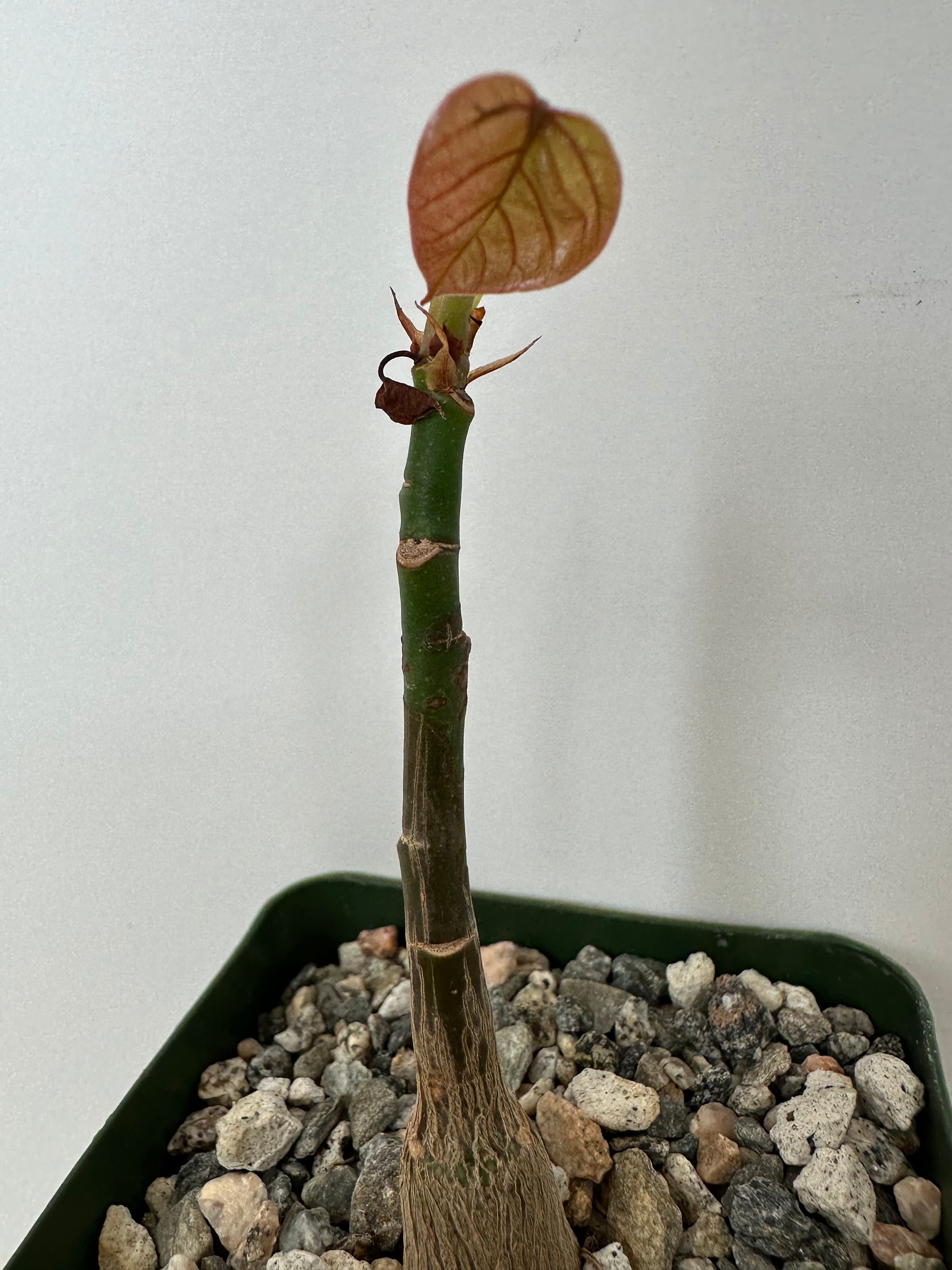 Pseudobombax Ellipticum Bombax Exotic Shaving Brush Tree Bottle Bonsai ...