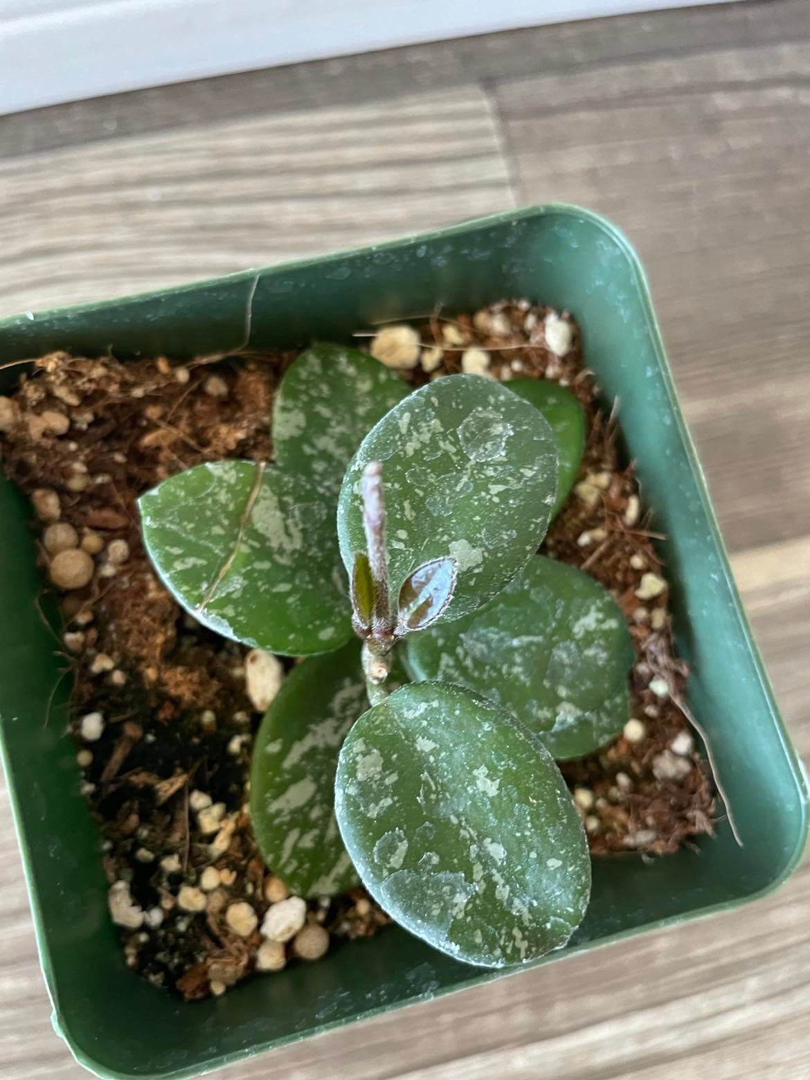 Hoya Mathilde Splash Plant in a 4'' Pot Rooted and - Etsy