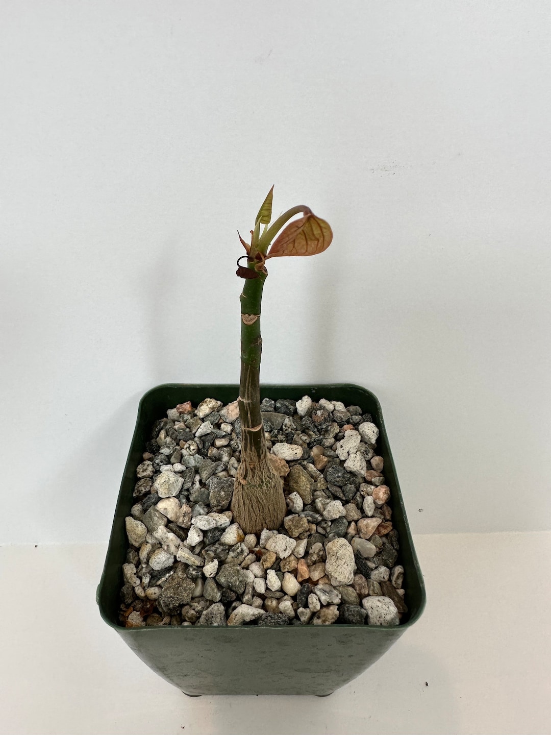 Pseudobombax Ellipticum Bombax Exotic Shaving Brush Tree Bottle Bonsai ...
