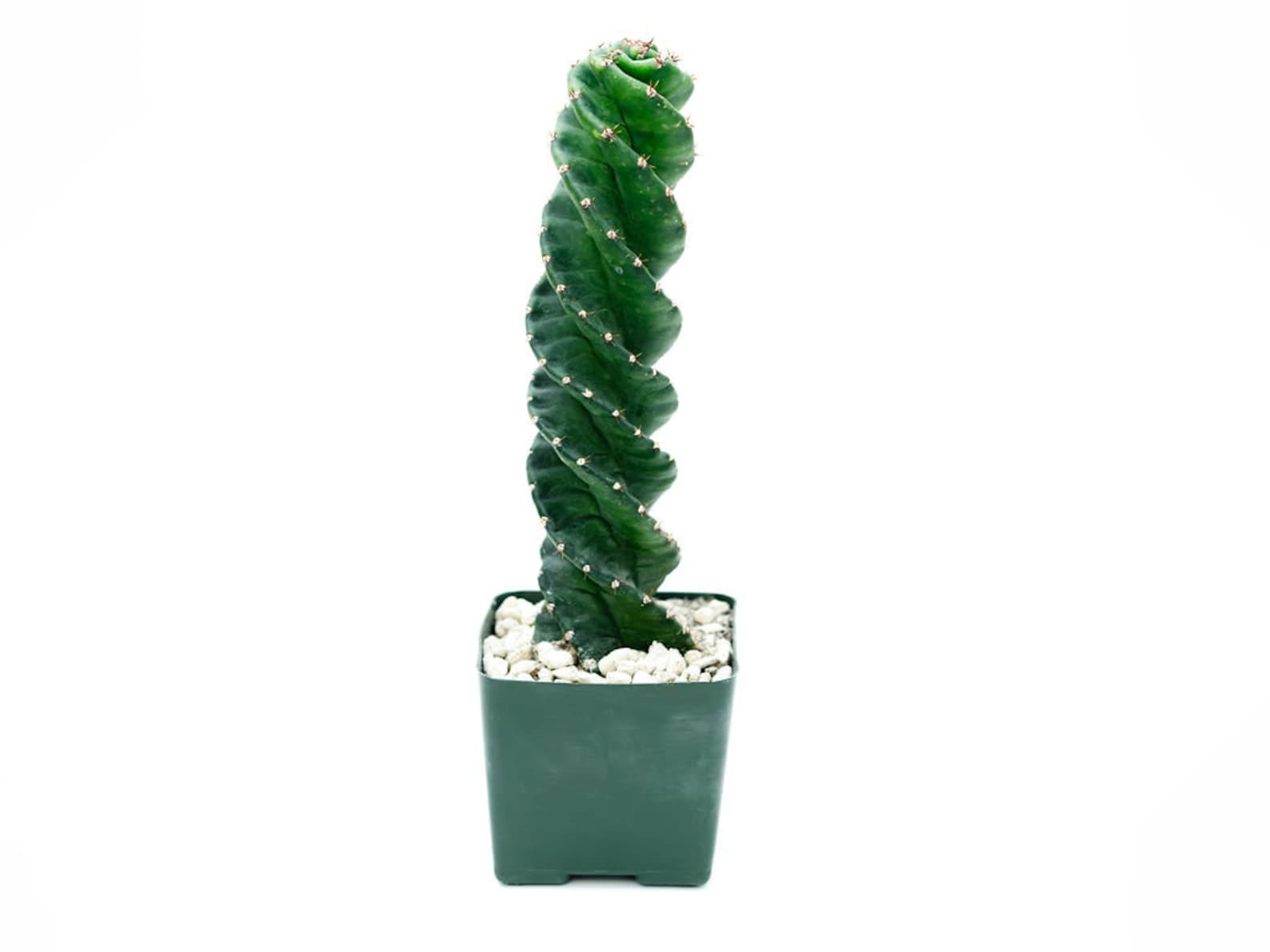 Spiral Cactus Cereus Forbesii 'spiralis' Twisted Rare Succulent Tornado ...