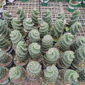 Spiral Cactus - Cereus Forbesii 'spiralis' - Twisted Rare Succulent ...