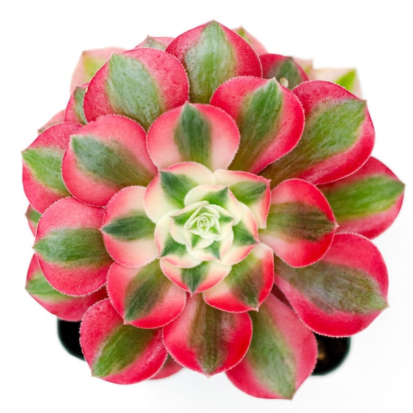 Pink Succulent - Etsy