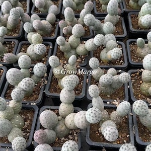 Tephrocactus Geometricus – Snow Man Cactus – Options: 1 Ball, 2 Balls ...