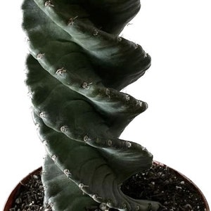 Spiral Cactus - Cereus Forbesii 'spiralis' - Twisted Rare Succulent ...