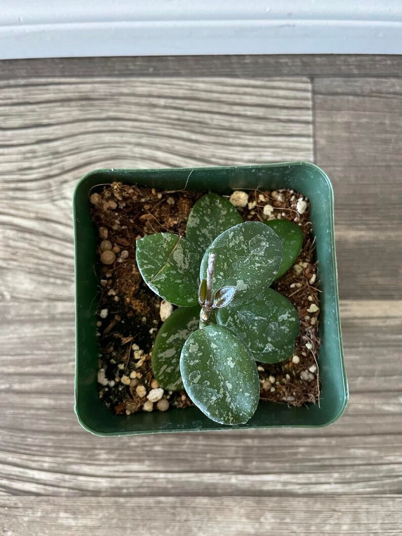 Hoya Mathilde Splash Plant in a 4'' Pot Rooted and | Etsy
