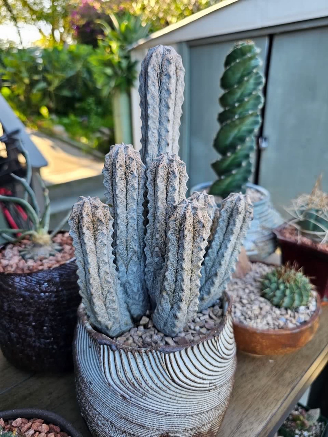 Euphorbia Abdelkuri Gray Cluster - Unique Live Cactus - Candelabra-like ...