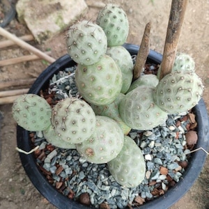 Tephrocactus Geometricus – Snow Man Cactus – Options: 1 Ball, 2 Balls ...