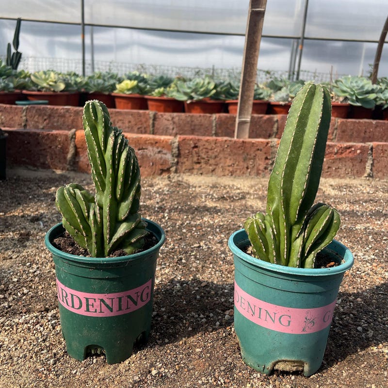 Fence Post Cactus - Etsy