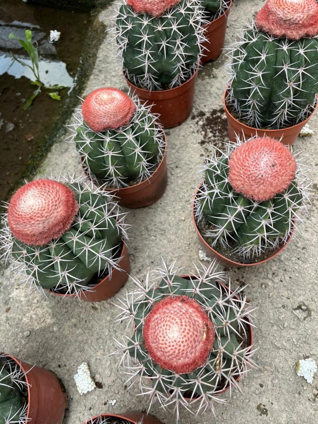 Melocactus Curvispinus Live Rooted Cactus From Seed Grown Turk's Cap ...