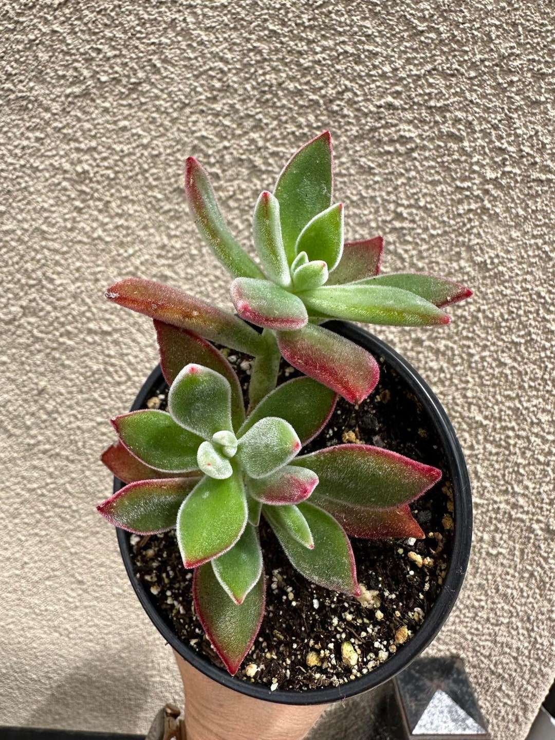 4” Echeveria Ruby Slippers - Echeveria Harmsii - Live Rooted Plant - Etsy
