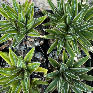 Variegated Agave Victoria Rare Agave Live Rooted Plant in a 4'' Plastic ...