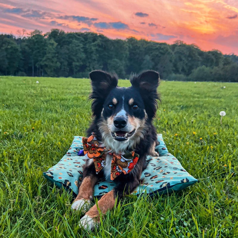 Pet Bedding - Etsy