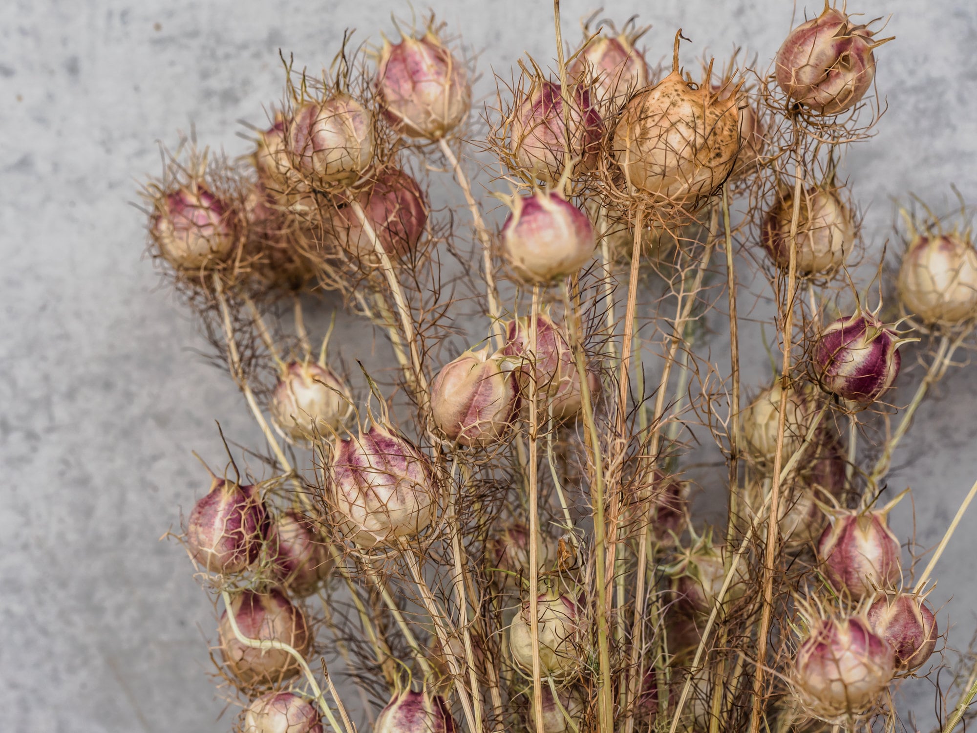 Dried Nigella Pods Dried Flower Arrangement Natural - Etsy