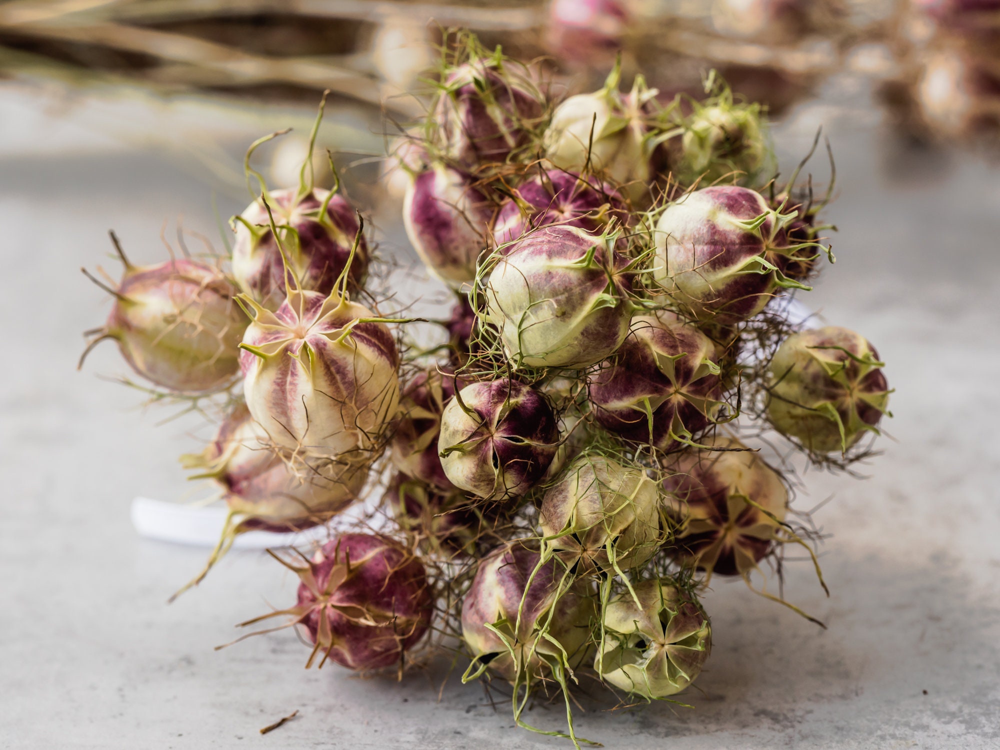 Dried Nigella Pods Dried Flower Arrangement Natural - Etsy
