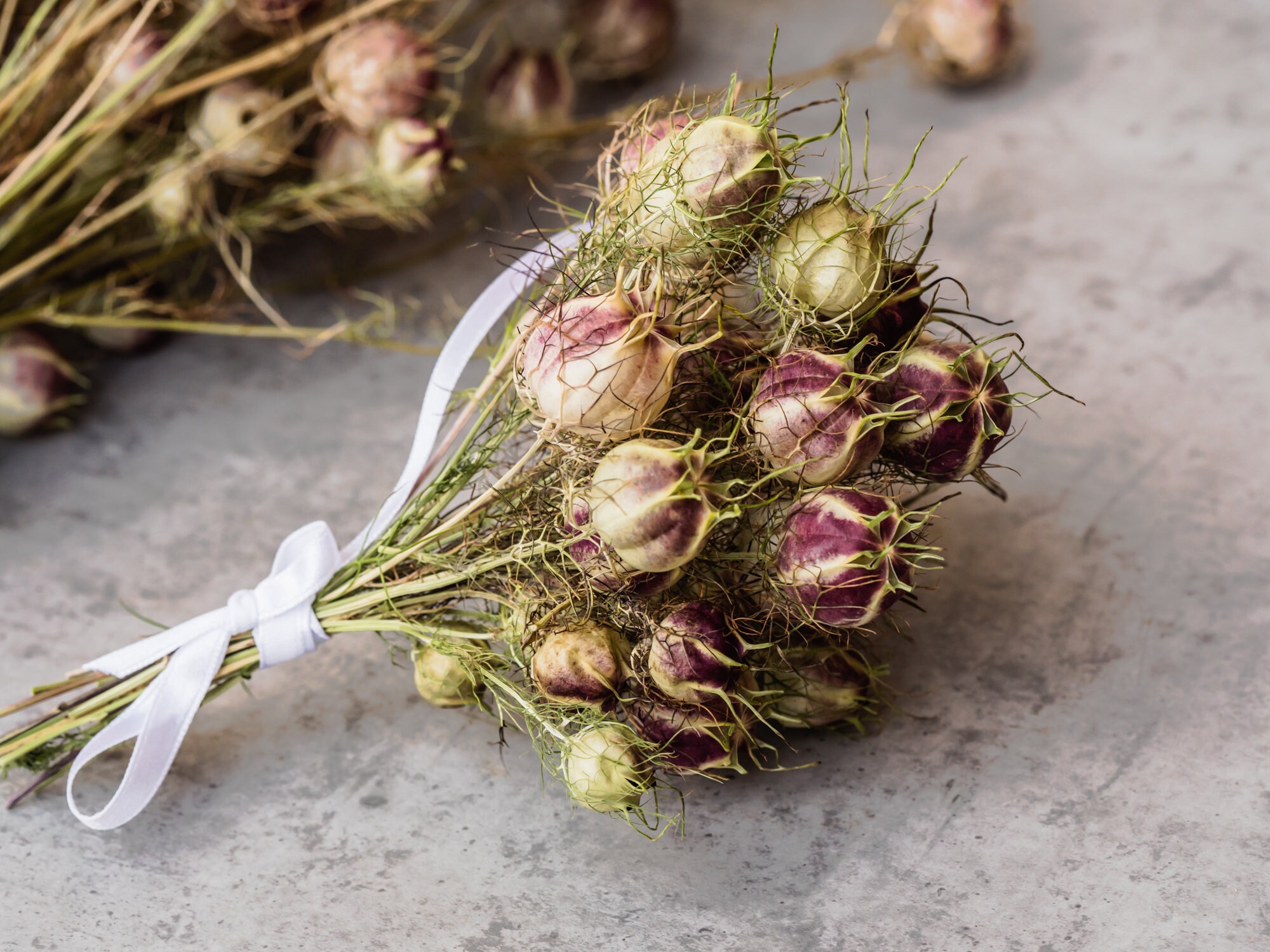 Dried Nigella Pods Dried Flower Arrangement Natural - Etsy