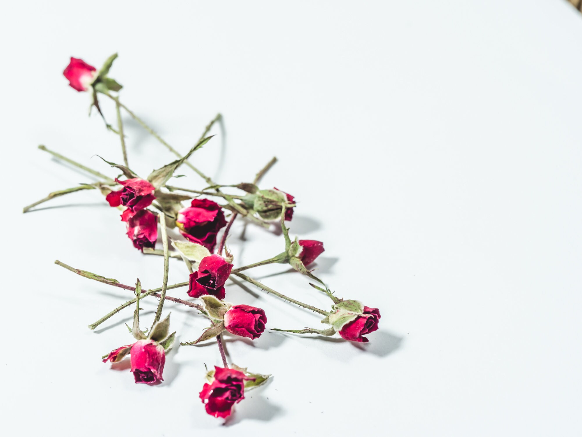Mini Roses With a Handle 15 Pcs. Natural Dried Flowers - Etsy