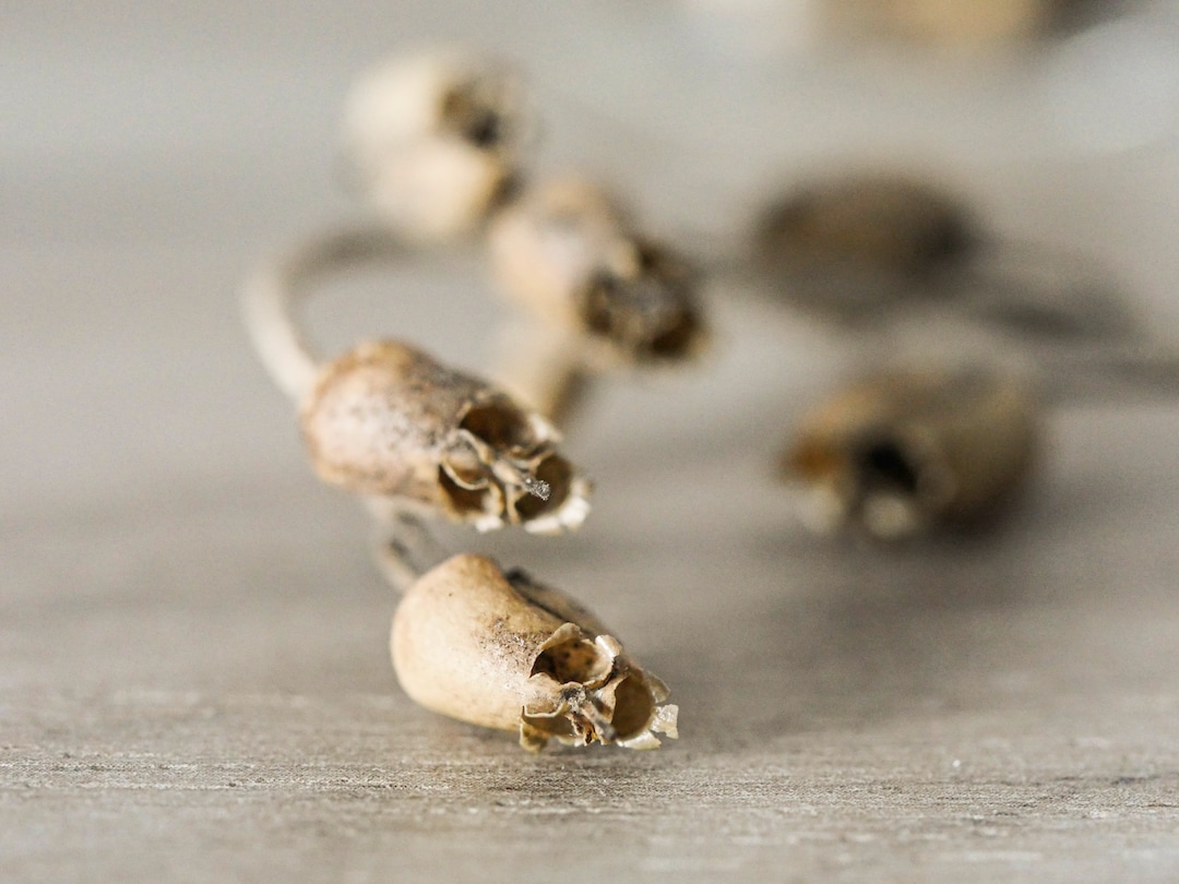 Dried Snapdragon Skull Pods Dragon Seed Pods Witchy Altar Occult Decor ...