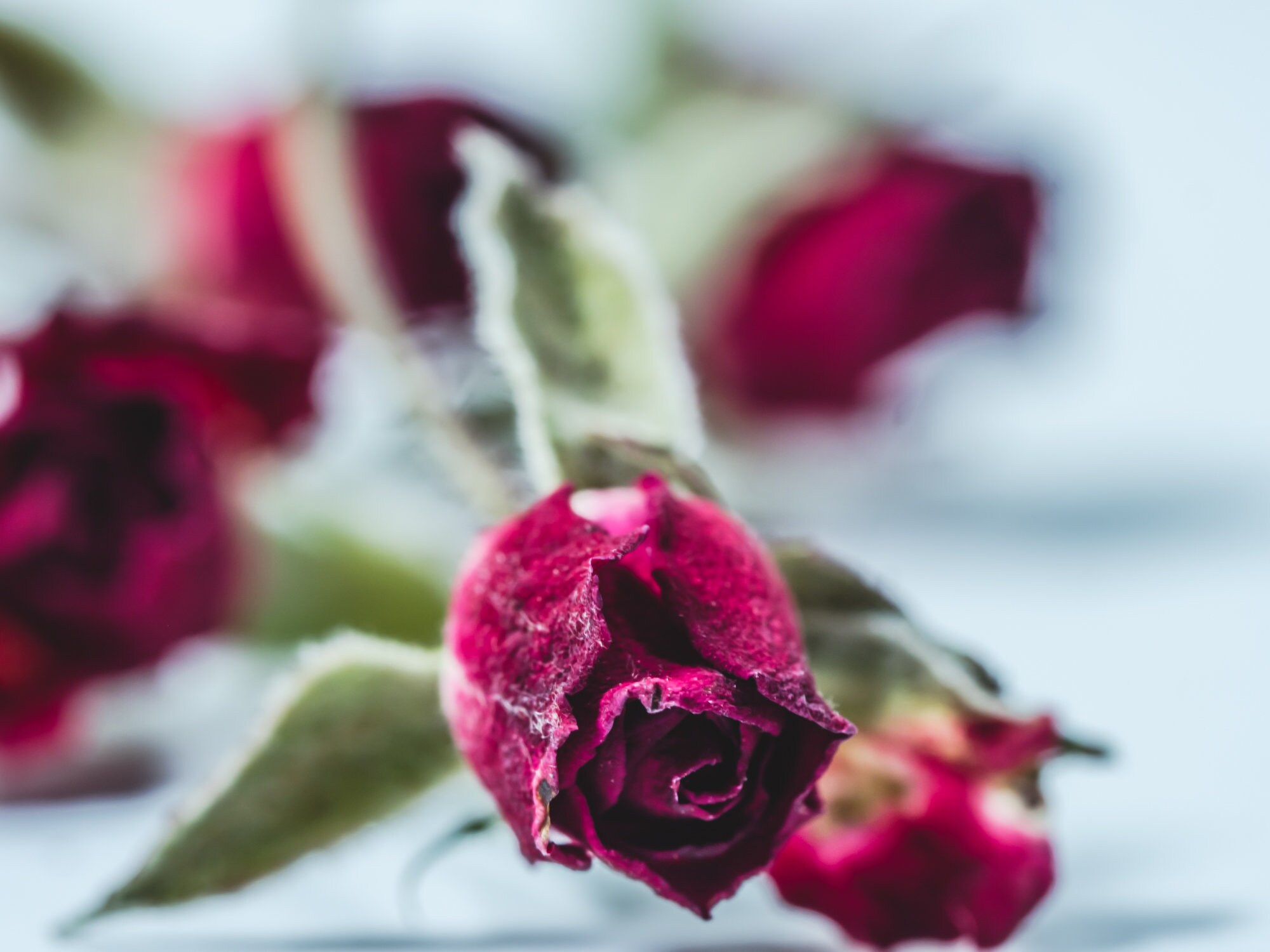 Mini Roses With a Handle 15 Pcs. Natural Dried Flowers - Etsy