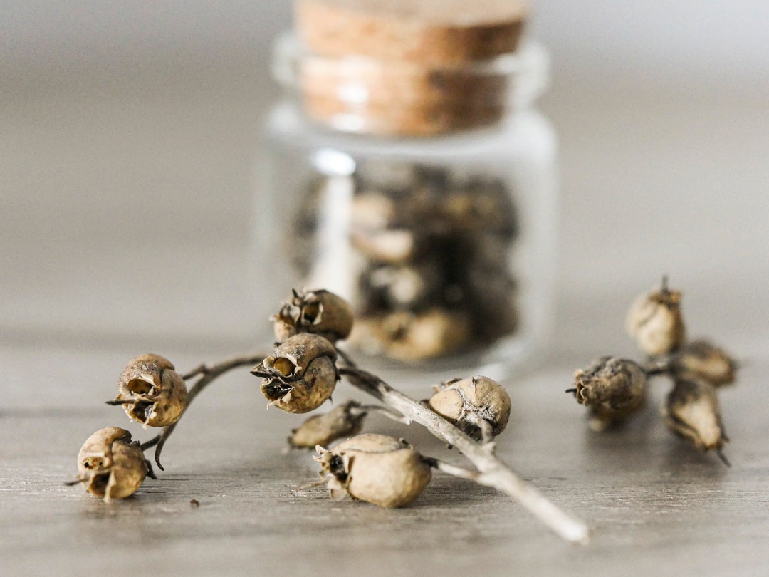 Dried Snapdragon Skull Pods Dragon Seed Pods Witchy Altar Occult Decor ...