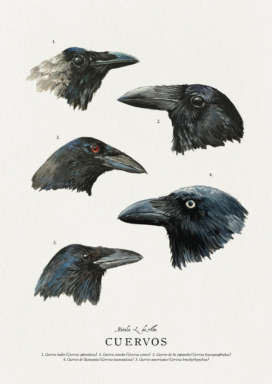 Types of Crows, Birds of the Corvidae Family, Print of Traditional ...