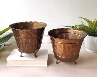 Watermelon Snow African Violet Flowering Plants - Etsy