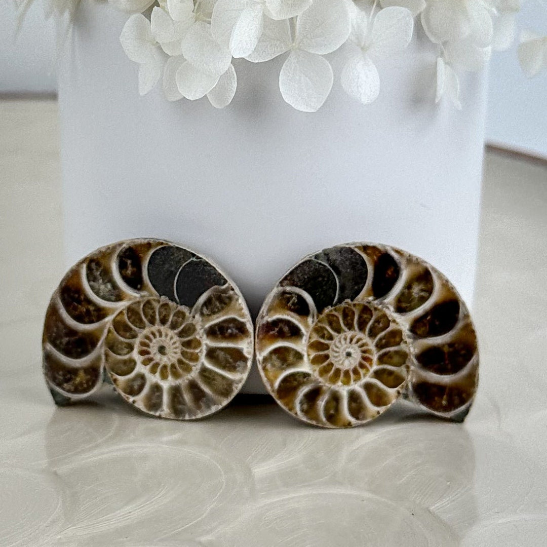 Beautiful Ammonite Fossil Pair - 37g, Ancient Marine Treasure - Etsy