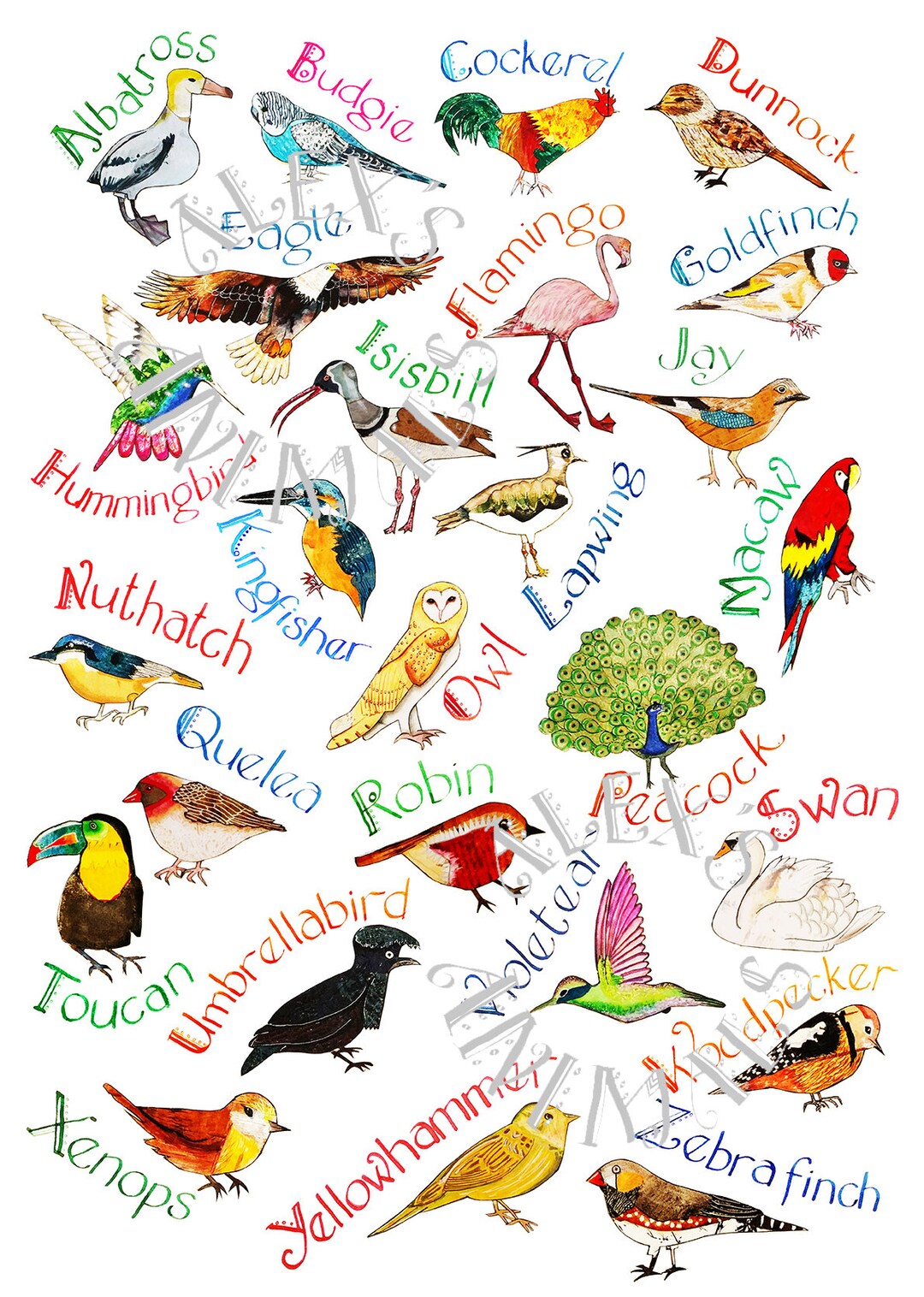 Becky's Birds Alphabet Poster - Etsy