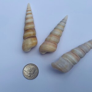 Brown Turritella Seashells, Spiral Shell, Boho Style, Shell Crafts ...