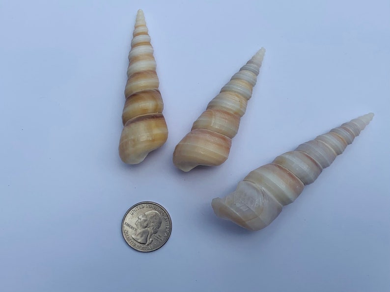 Brown Turritella Seashells, Spiral Shell, Boho Style, Shell Crafts ...