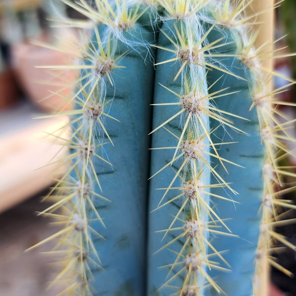 Blue Cactus - Etsy