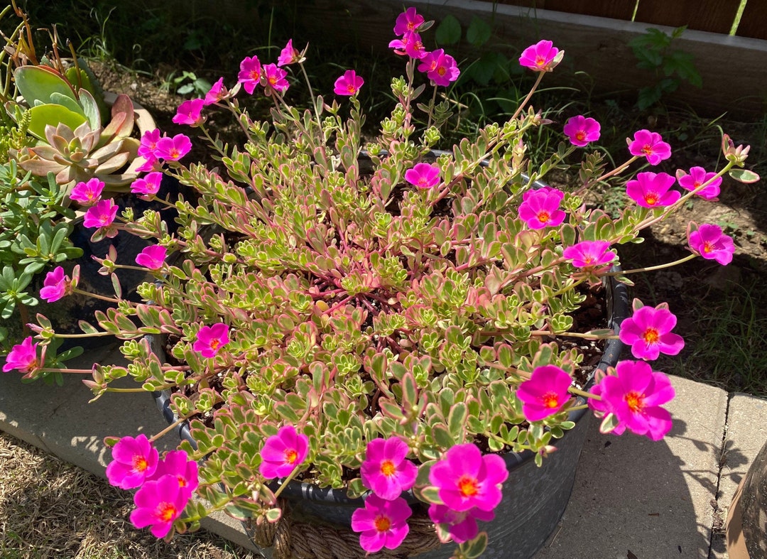 RARE Purslane Variegated Purslane Variegated Portulaca - Etsy